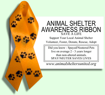 Animal Shelter Awareness
